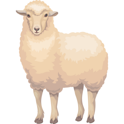 🐑 Sheep Judging - Lafayette County Fair